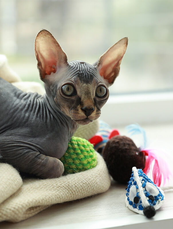 Mud Bay Pet Store | Homepage